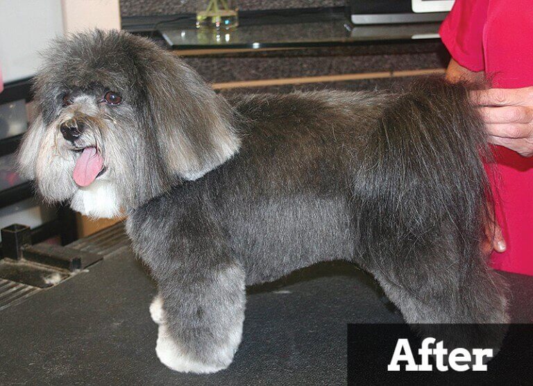 The Havanese - Groomer to Groomer