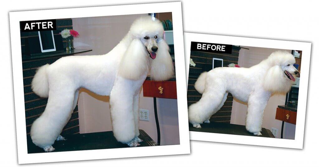 The Poodle - Groomer to Groomer