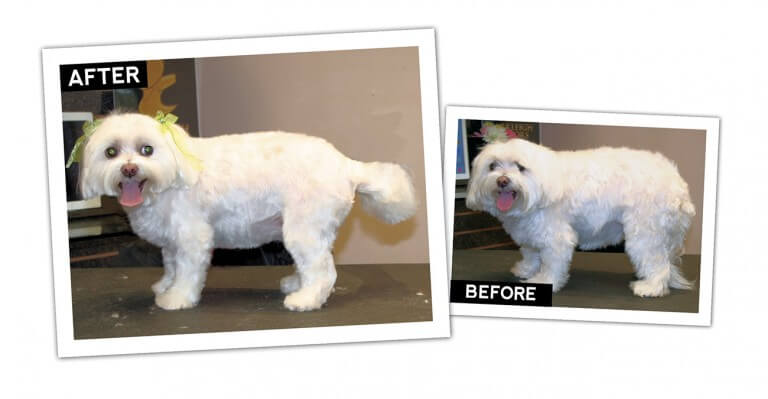 Maltese Short Pet Trim - Groomer to Groomer
