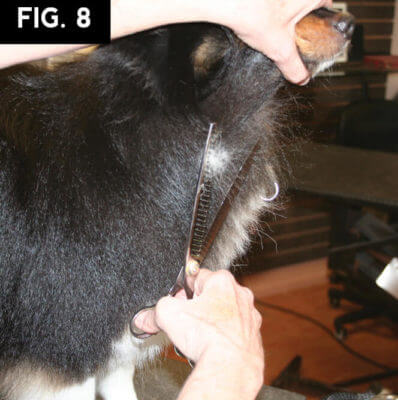 Sheltie Pet Trim - Groomer to Groomer