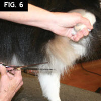 Sheltie Pet Trim - Groomer to Groomer
