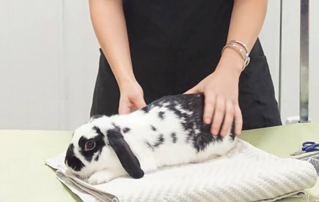 Rabbit Grooming - Groomer to Groomer