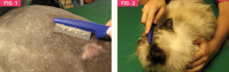 Cats: To Brush Or Comb - Groomer to Groomer