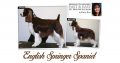 English Springer Spaniel | Groomer to Groomer Magazine
