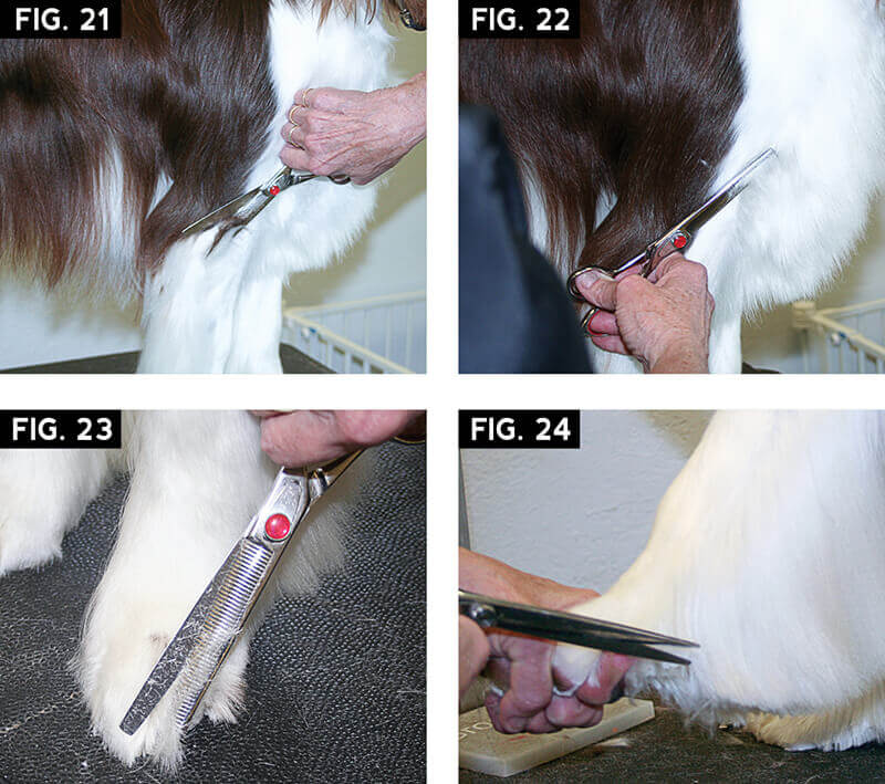 English Springer Spaniel | Groomer to Groomer Magazine