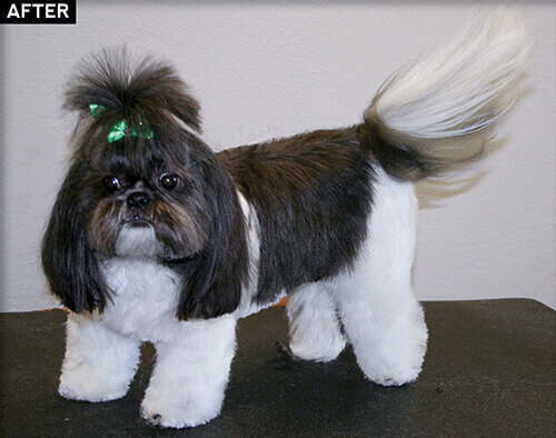 Small Drop Coat Trim | Groomer to Groomer Magazine