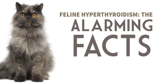 Feline Hyperthyroidism: The Alarming Facts - Groomer to Groomer Magazine