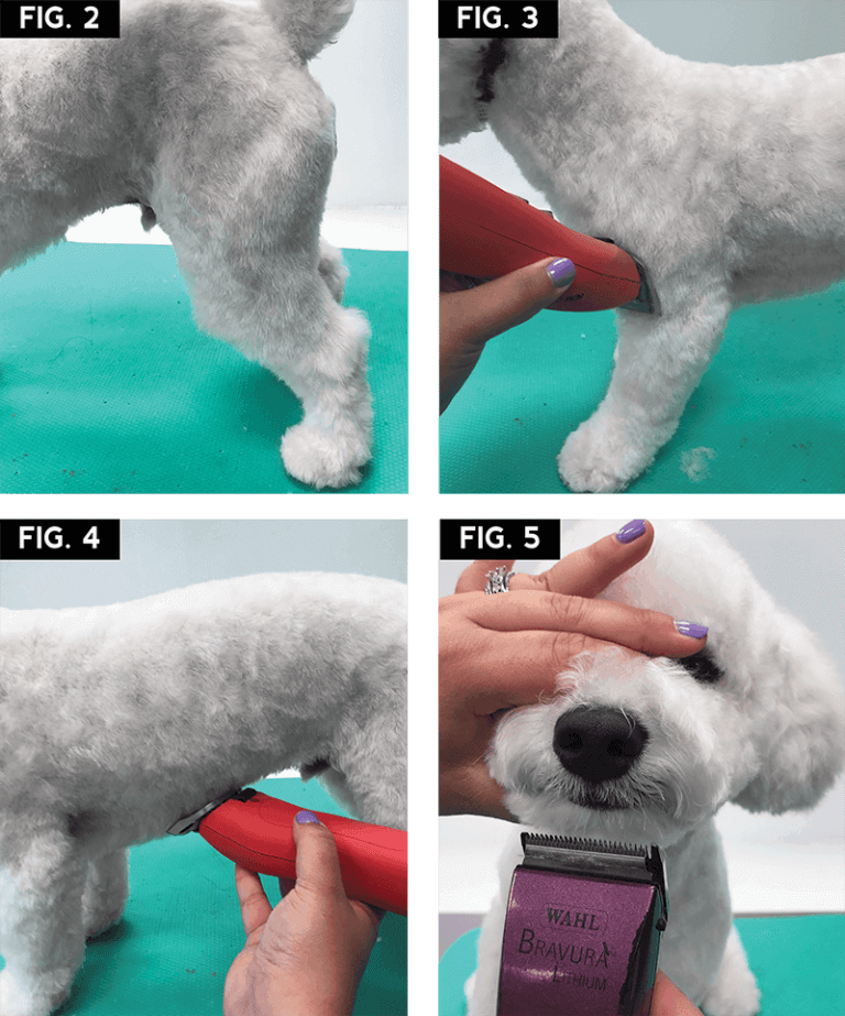 Spiced up Short Personality Trim - Groomer to Groomer Magazine