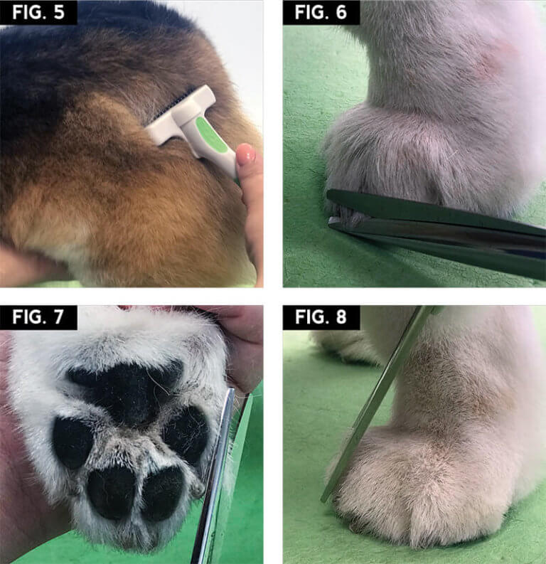 Corgi Pet Trim - Groomer to Groomer Magazine