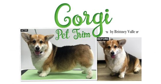 Corgi Pet Trim - Groomer to Groomer Magazine