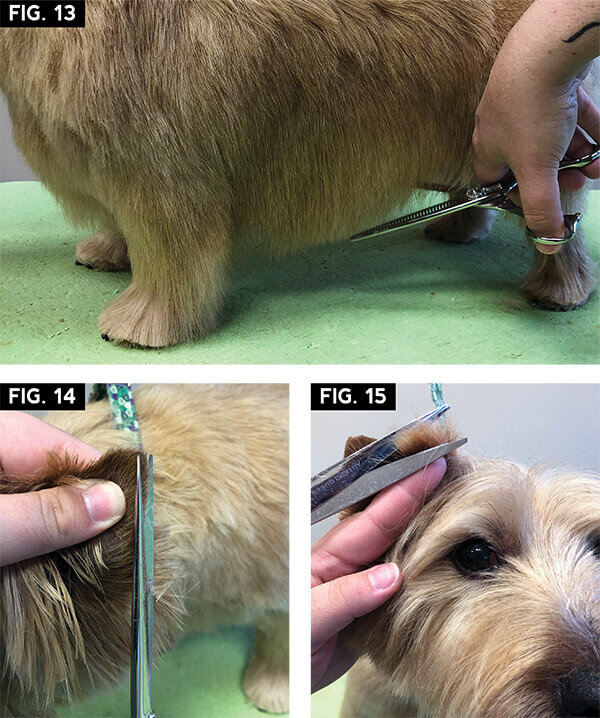 Pet Terriers: Classic Clippered Terrier Trim - Groomer to Groomer