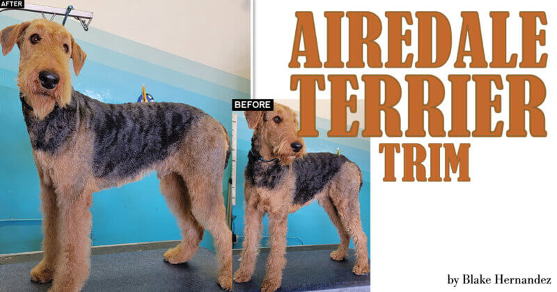 Airedale Terrier Trim - Groomer to Groomer Magazine