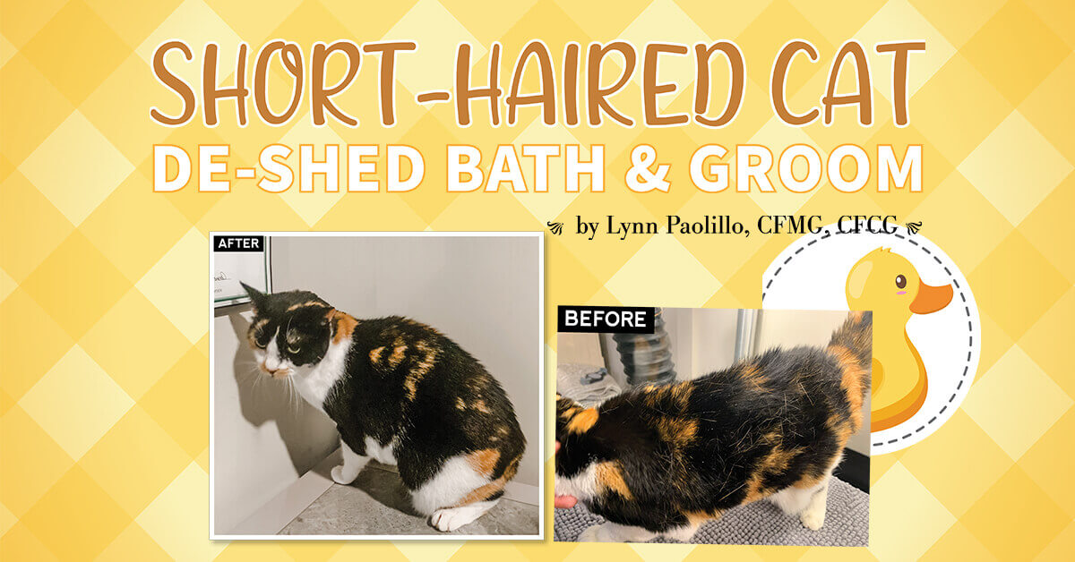 Short Haired Cat De Shed Bath Groom Groomer To Groomer Short Haired Cat De Shed Bath Groom Groomer To Groomer